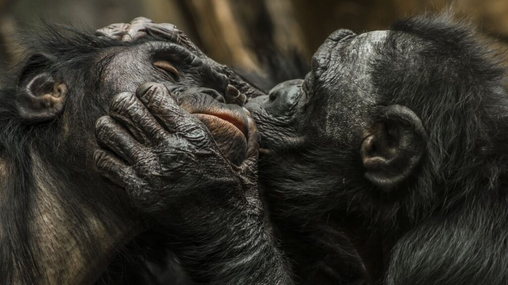 Kissing Origin Traced Back 21 Million Years, Study Reveals ...