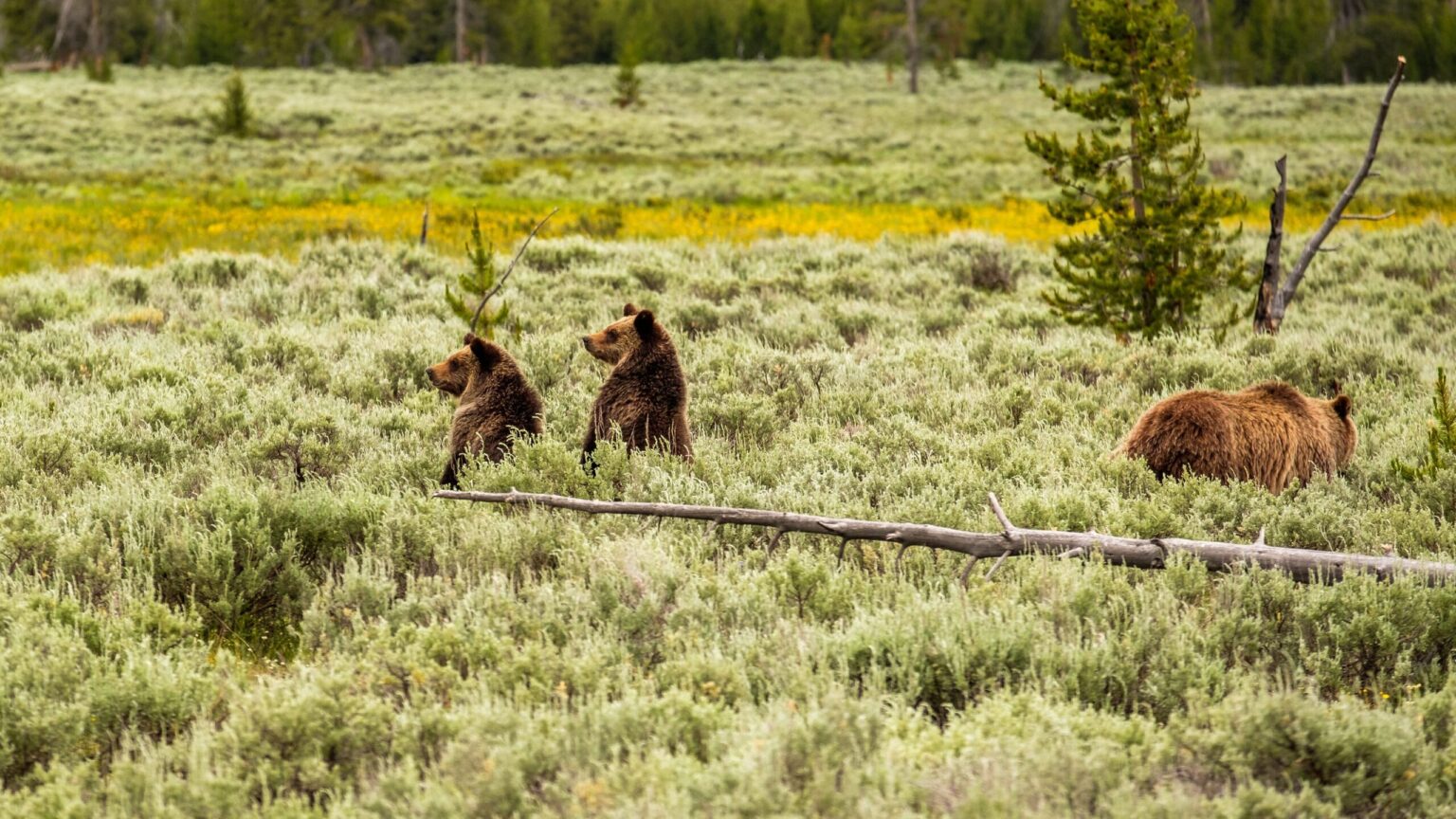 Hikers Injured in Yellowstone Bear Attack Force Trail Closures ...